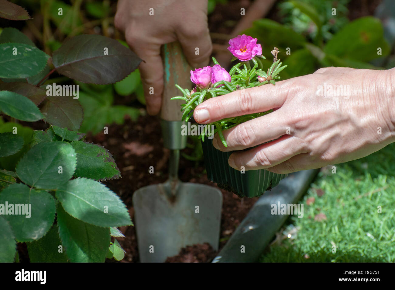 woman planting in her garden only her hands are visible in this image ...