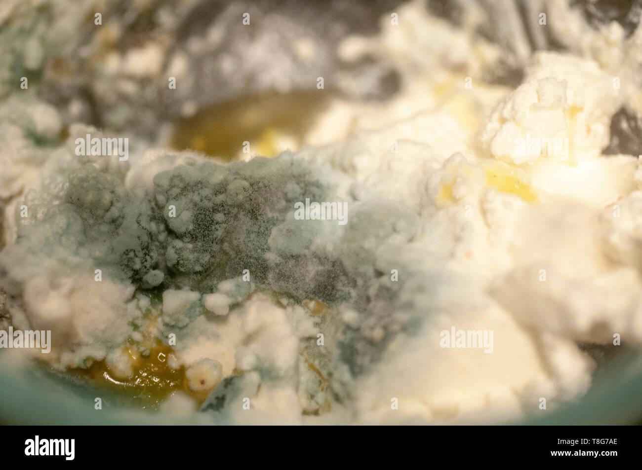 Cheese Bacteria Stock Photos & Cheese Bacteria Stock Images - Alamy