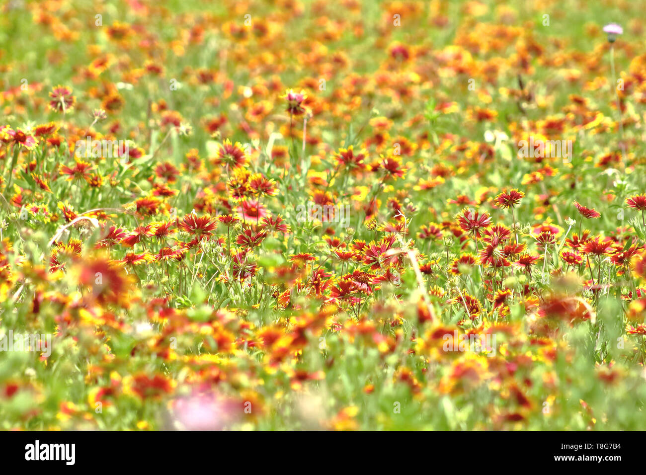 Pretty firewheel hi-res stock photography and images - Alamy