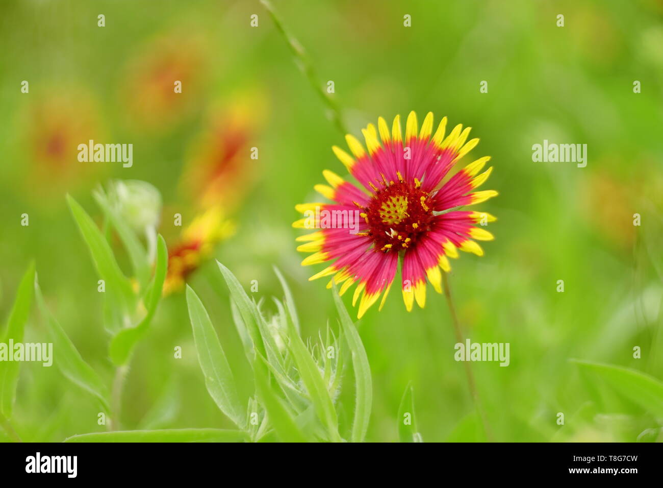 Close up picture of a Indian Blanket (Firewheel) flower taken at the ...