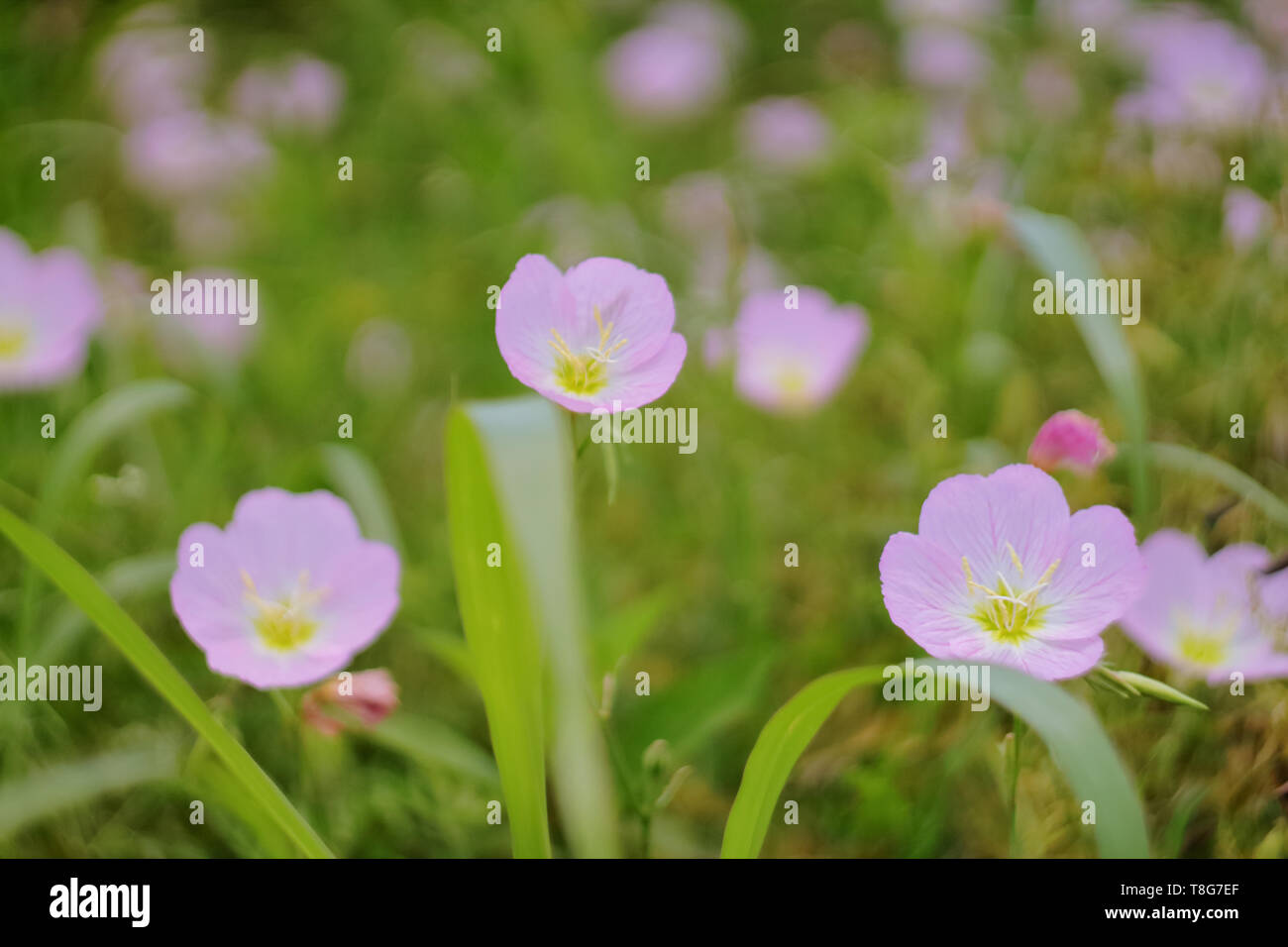 Close up picture of 3 Pink Evening Primrose flowers taken at the ...
