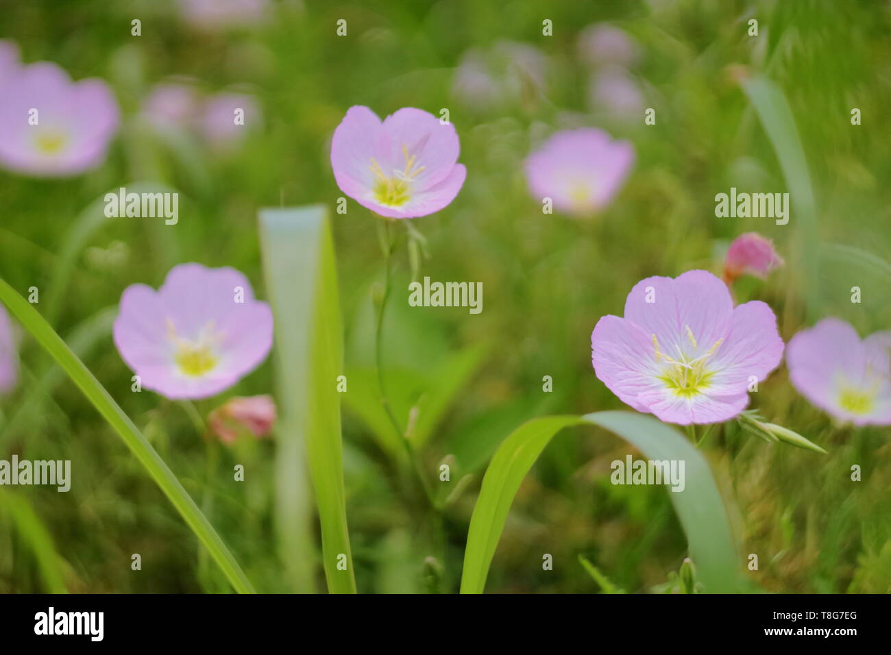 Pink evening primrose hi-res stock photography and images - Alamy