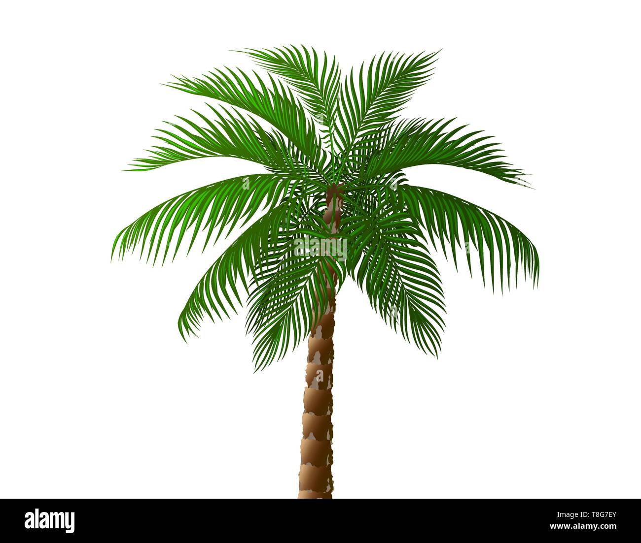 Tropical lush dark green palm tree. illustration Stock Vector Image ...