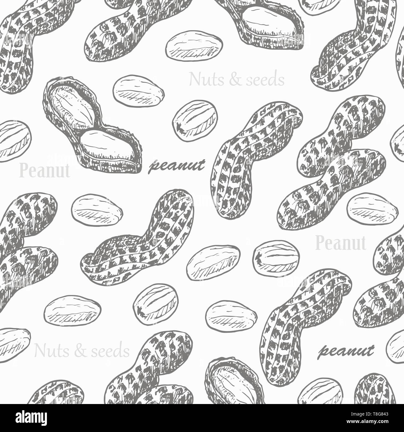 Seamless pattern with peanuts on white background. Vector illustration ...