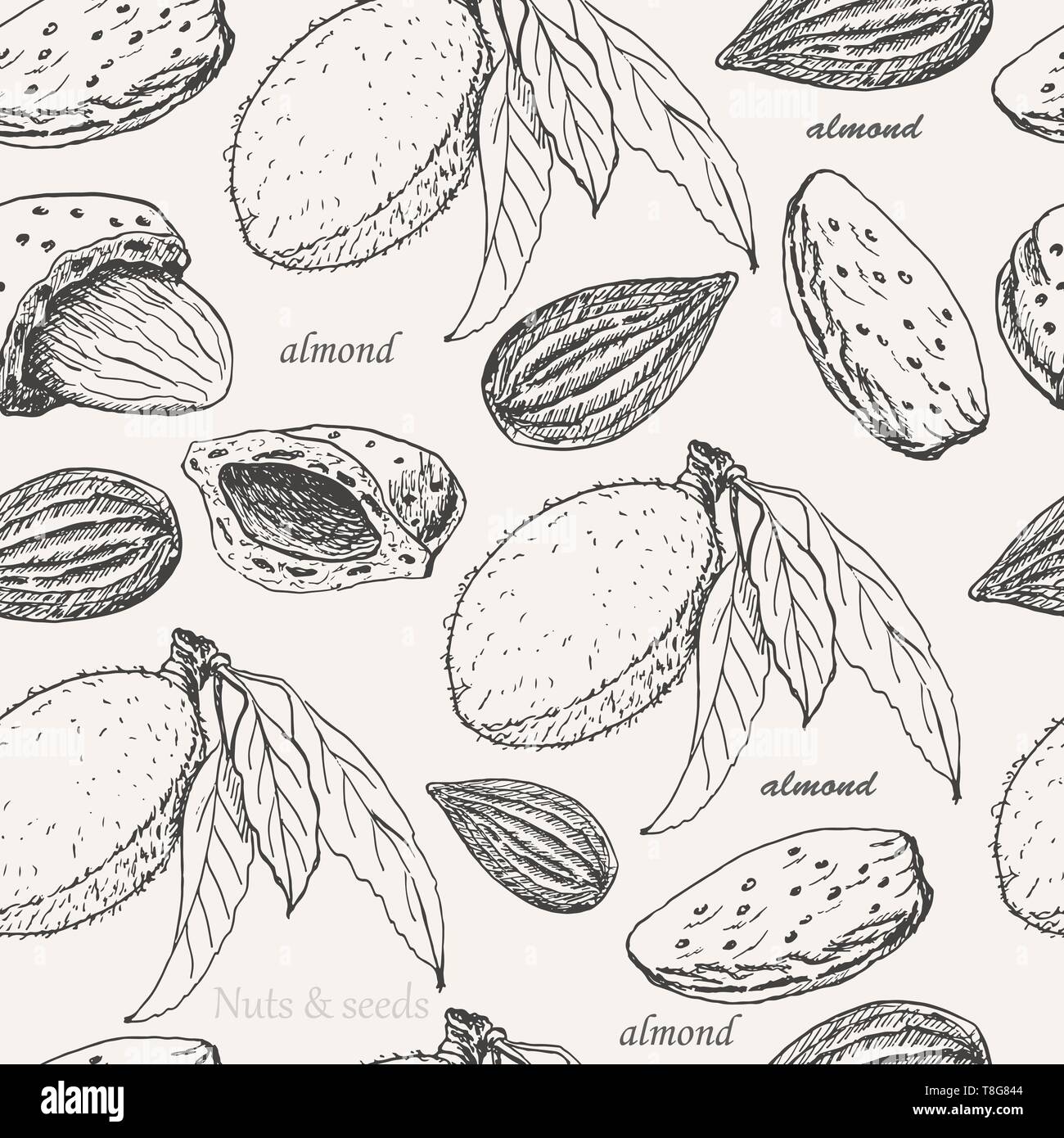 Seamless pattern with almonds on white background. Vector illustration ...