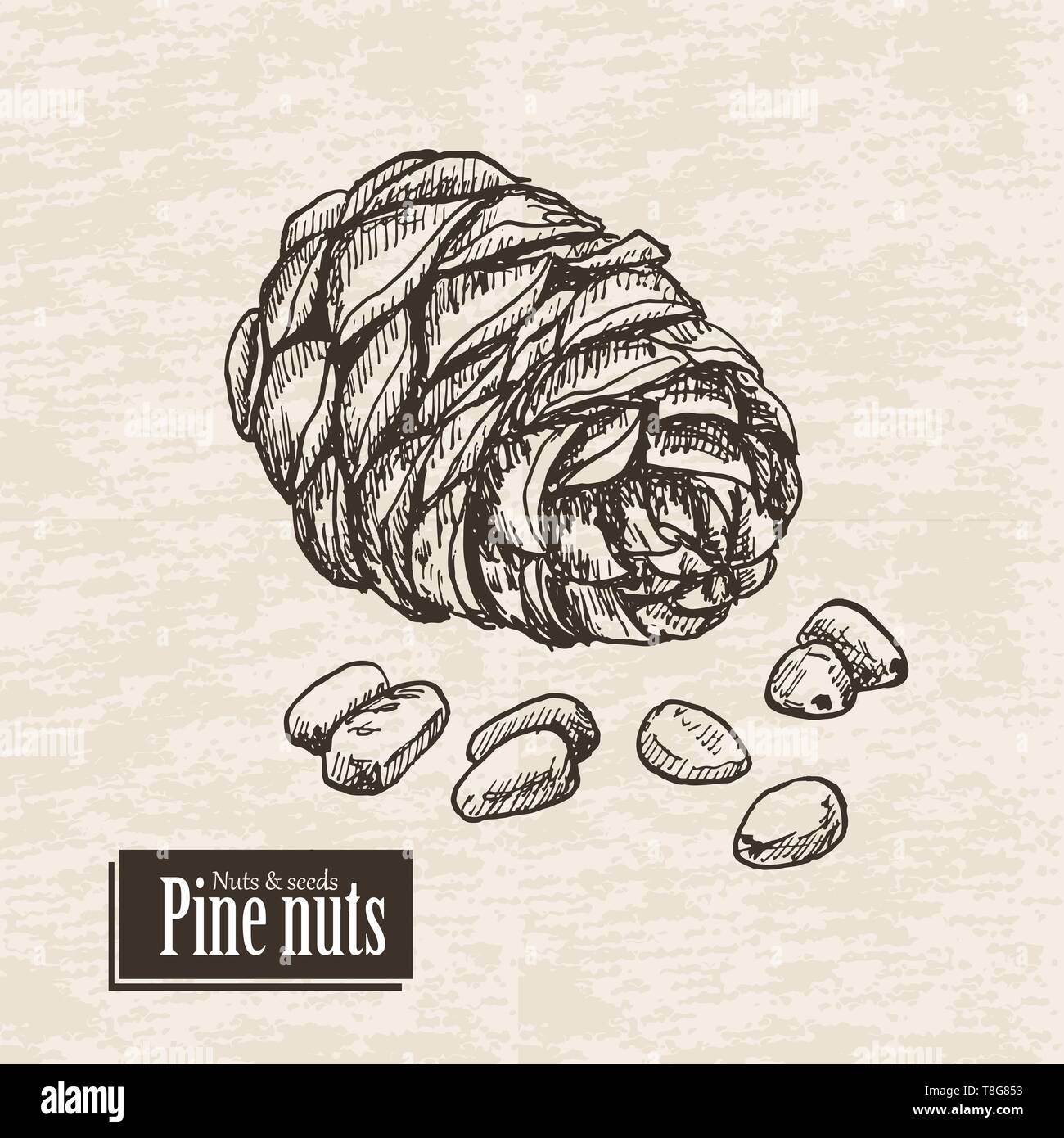 Vector background with pine nuts. Vector illustration for your design ...