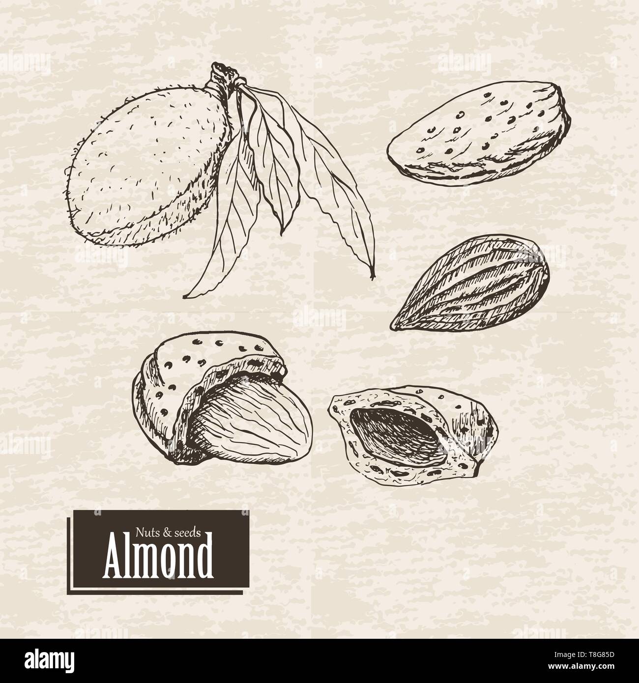 Almond Vector