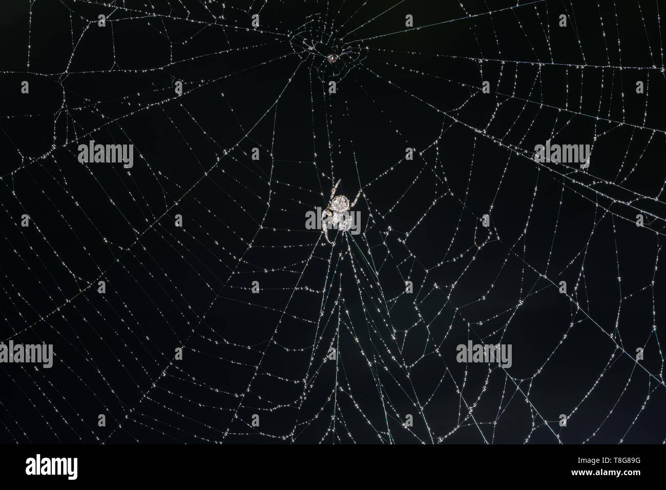 Macro spider on spider web Stock Photo - Alamy