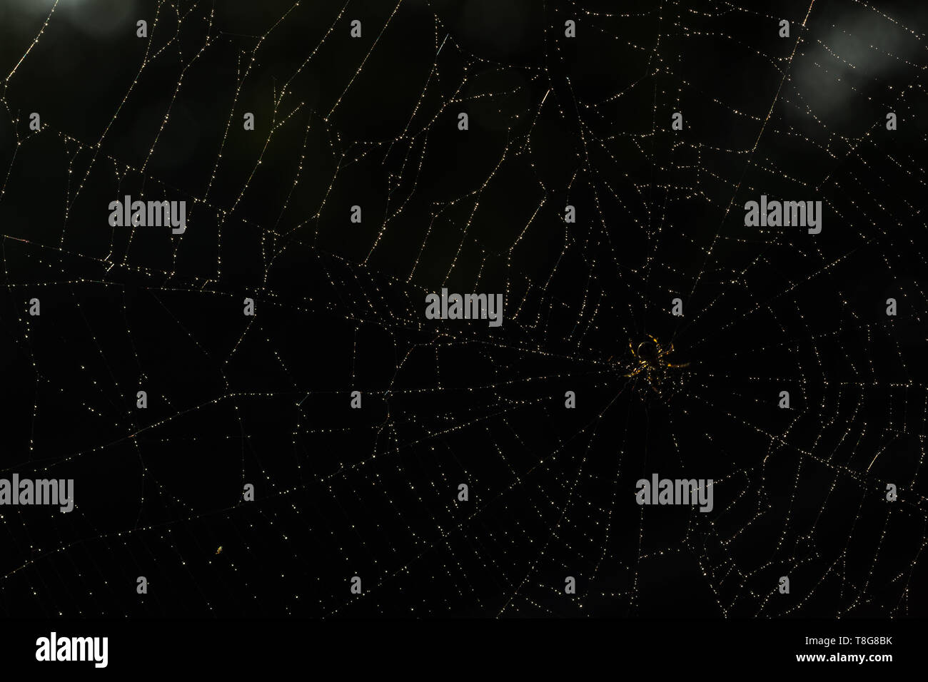 Take a close-up spider on a spider web Stock Photo - Alamy