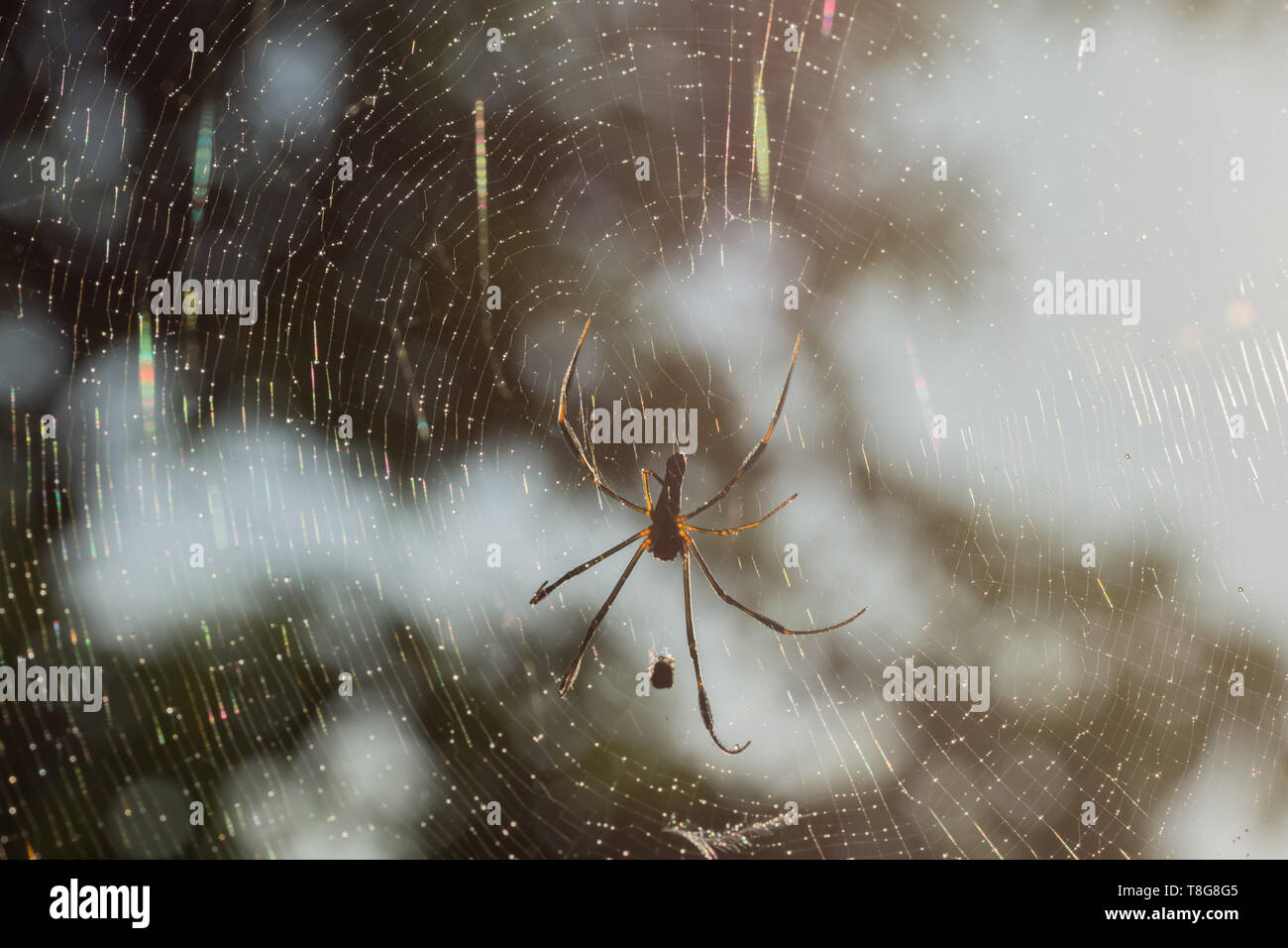 Take a close-up spider on a spider web Stock Photo - Alamy