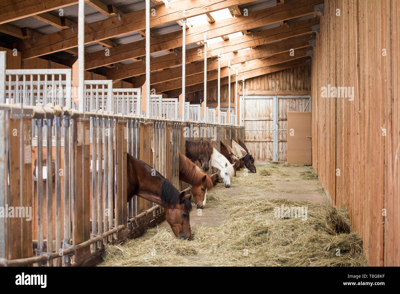 Icelandic Horse. Horses eating hay in an open stable. Germany Stock ...