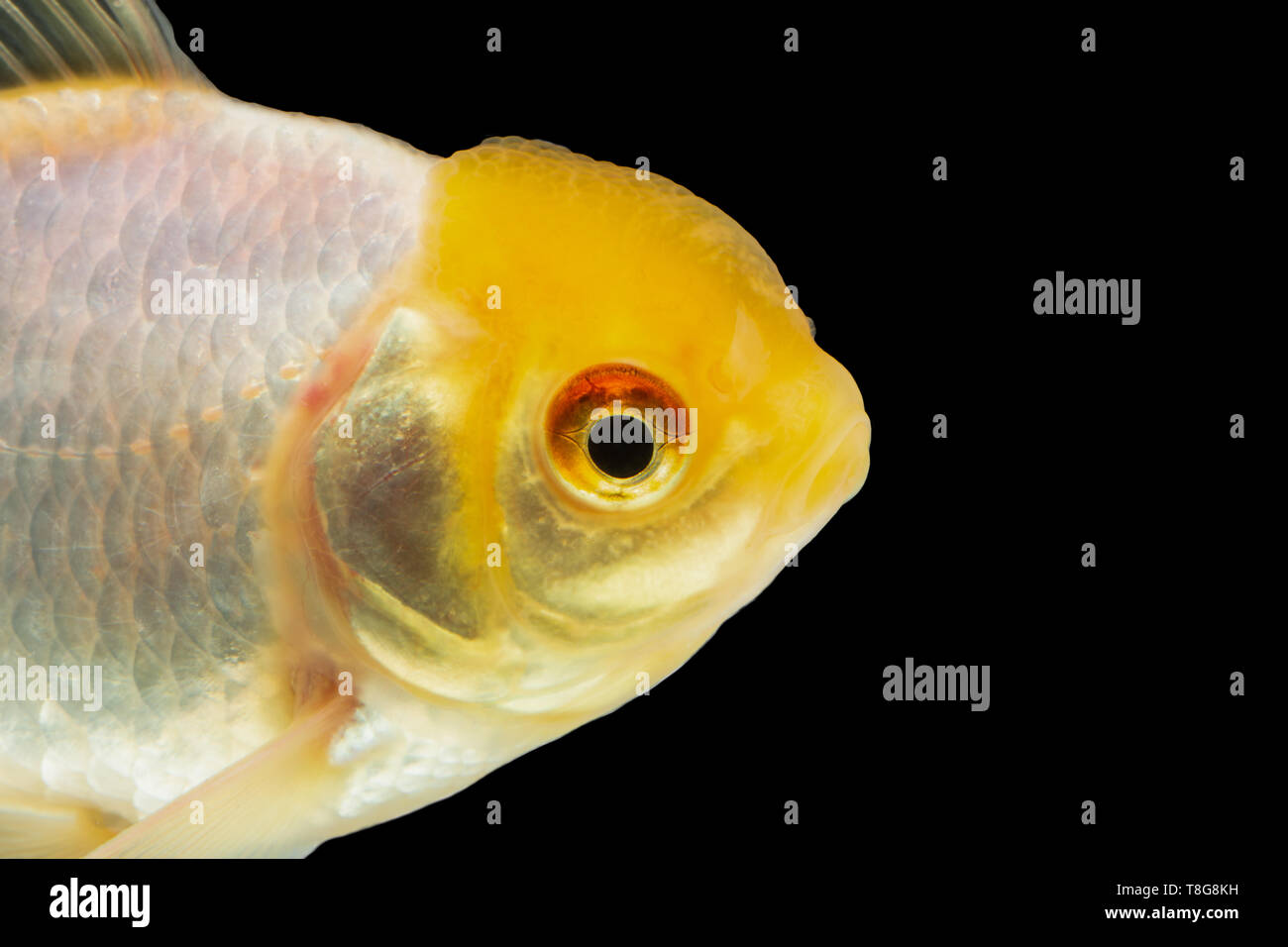 Macro colorful goldfish Stock Photo - Alamy
