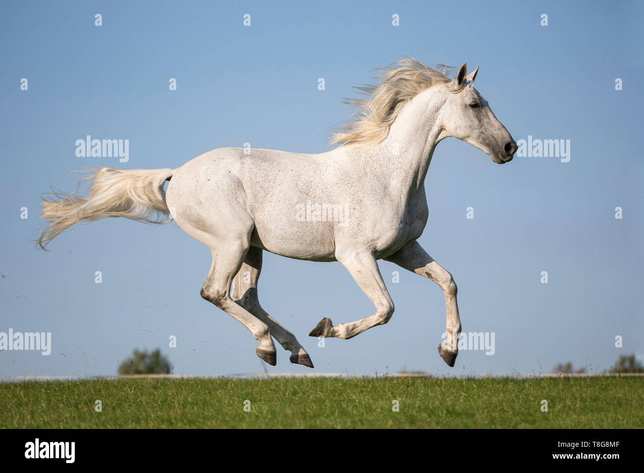 German Sport Horse. Gray gelding galloping on a pasture. Germany Stock ...