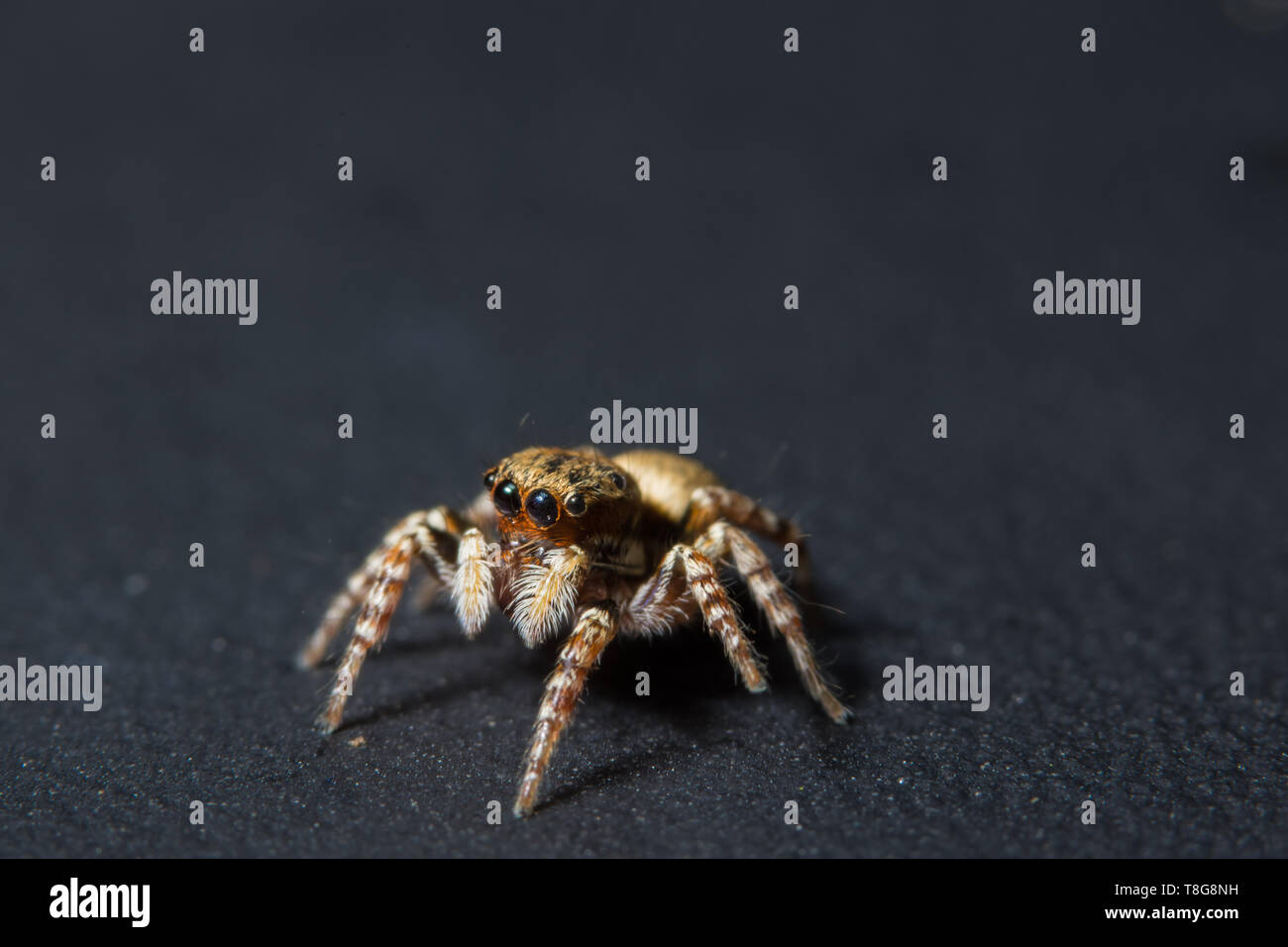 Macro spider jumping Stock Photo - Alamy