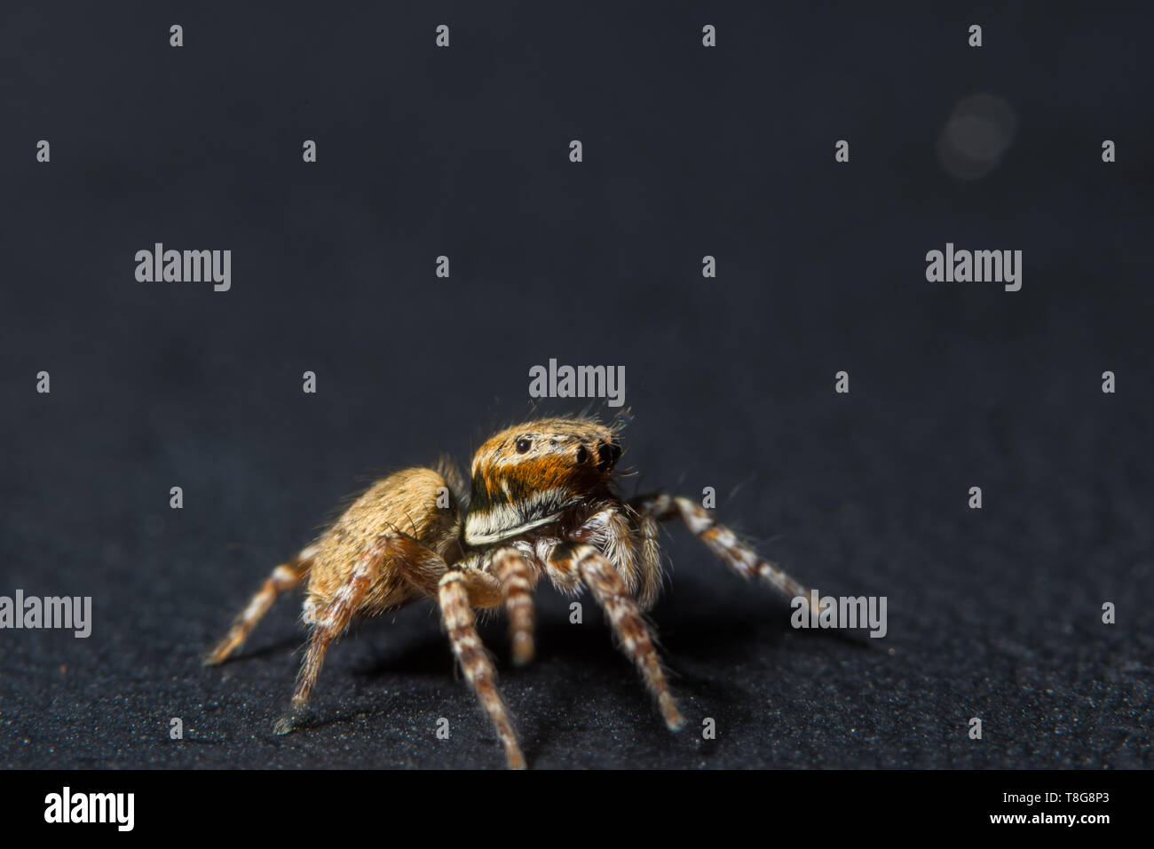 Take a close-up spider Stock Photo - Alamy