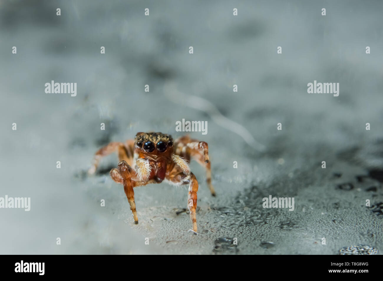 Macro spider jumping Stock Photo - Alamy