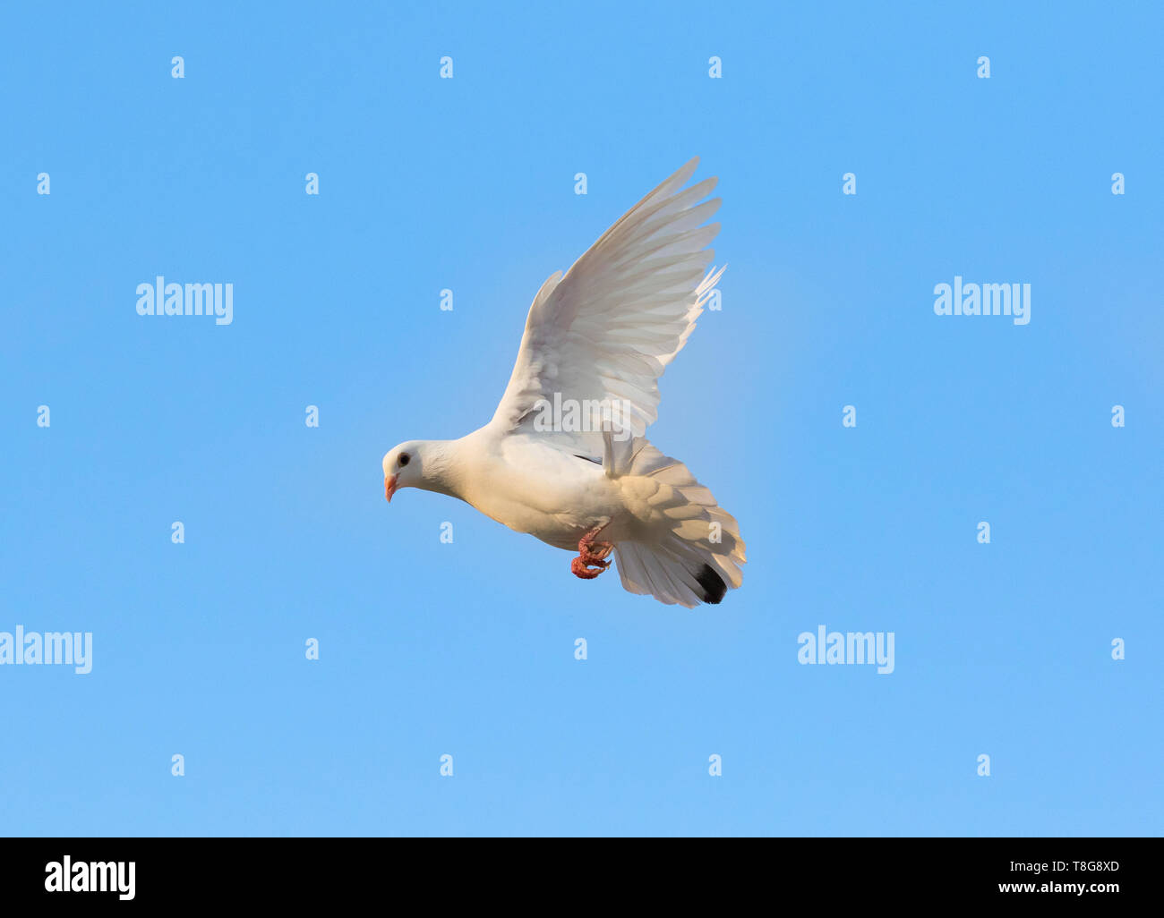 Brid And Fly High Resolution Stock Photography and Images - Alamy