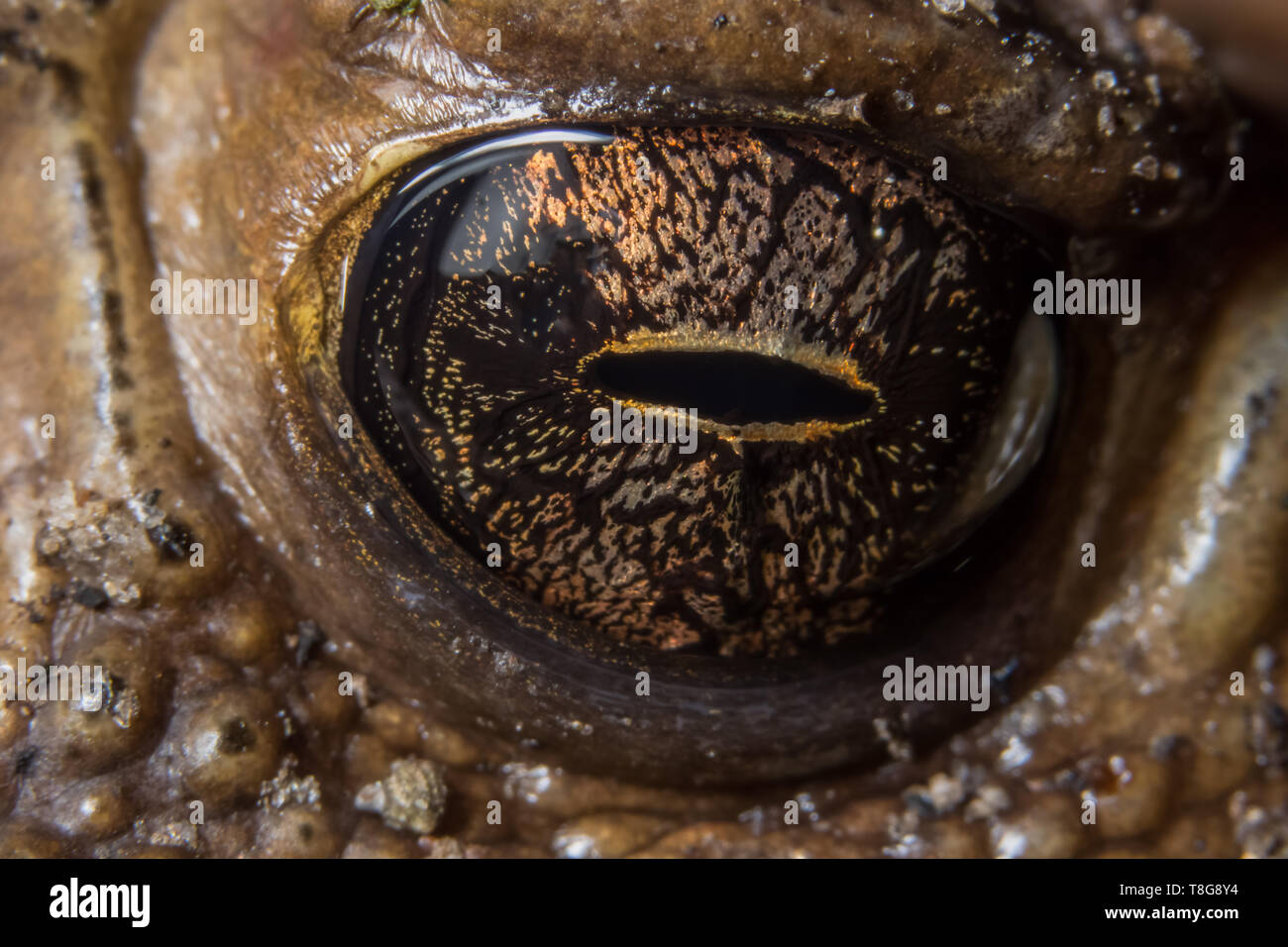 Macro toad eyes Stock Photo - Alamy