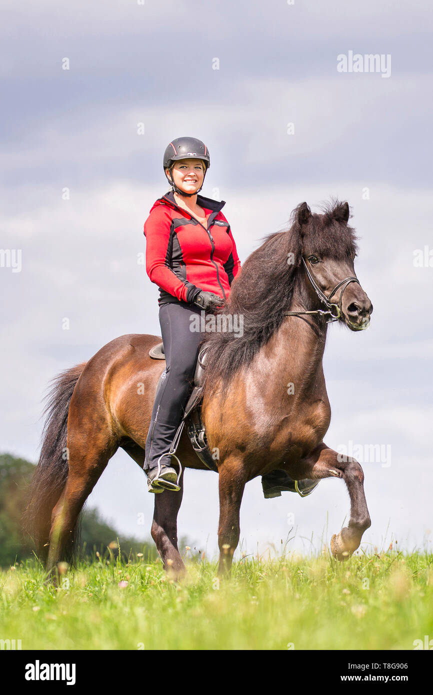 Black mare hi-res stock photography and images - Alamy