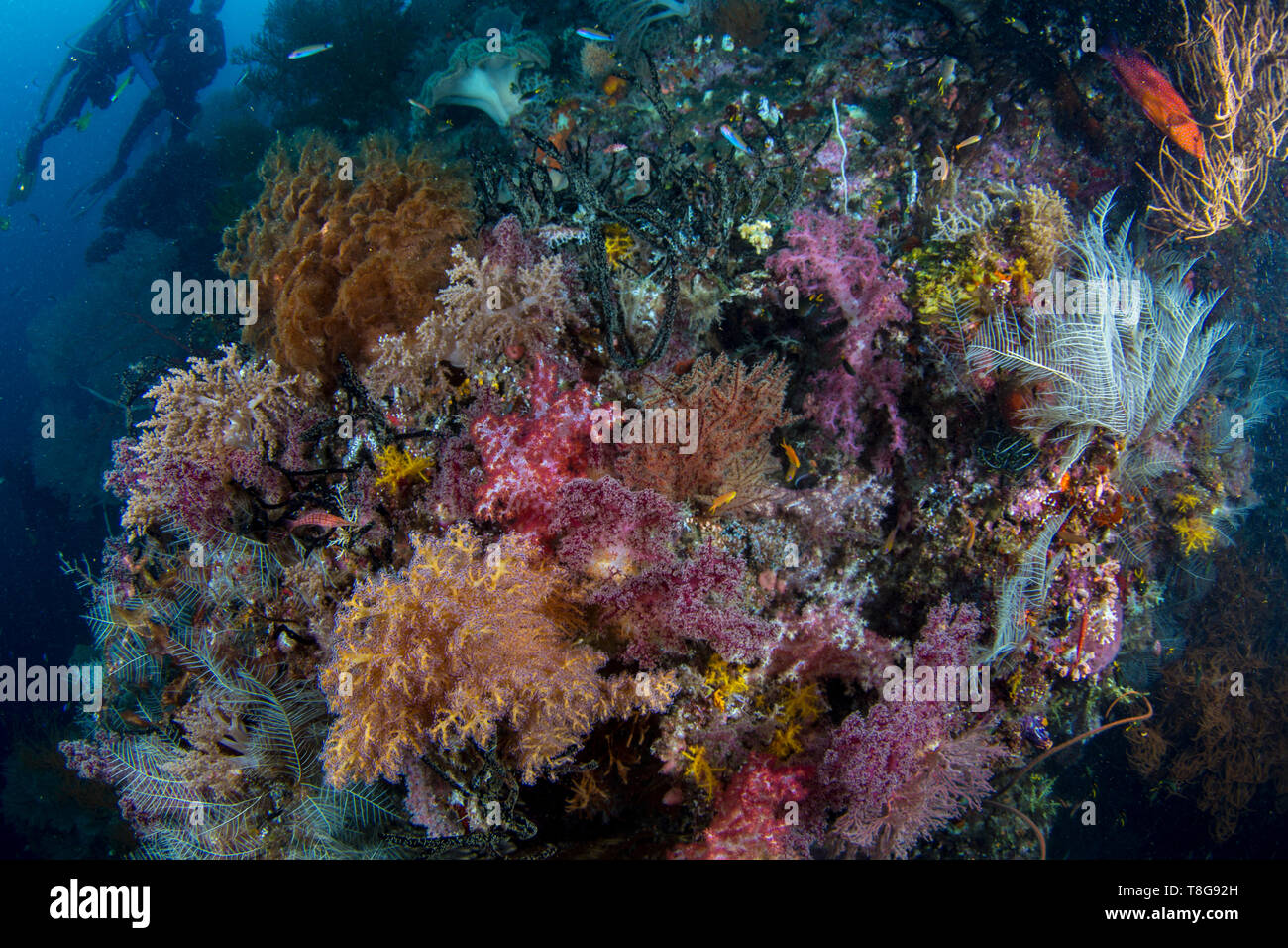 Coral reef covered with soft coral hi-res stock photography and images ...