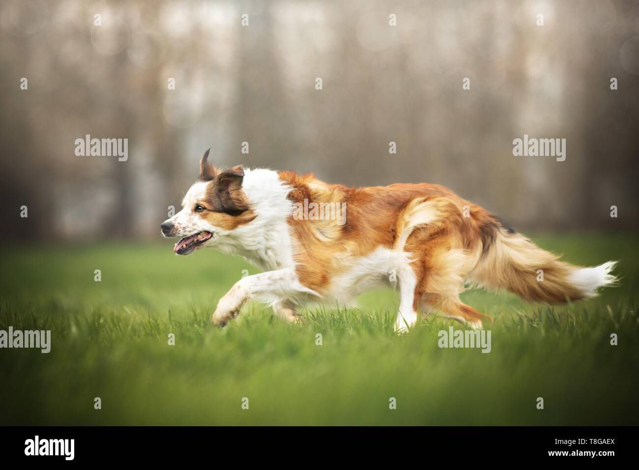 running Border Collie Stock Photo - Alamy