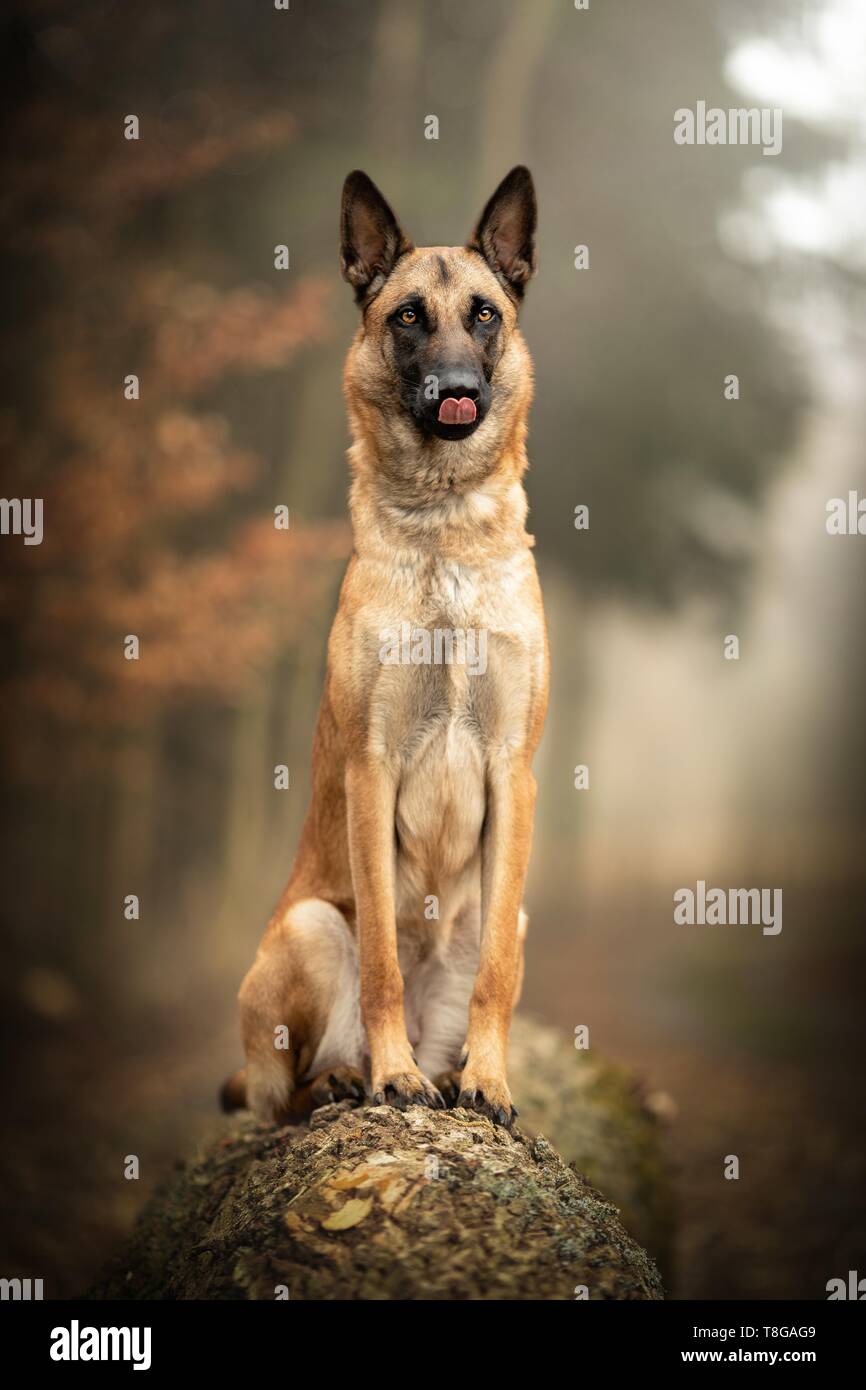 Malinois forest hi-res stock photography and images - Alamy