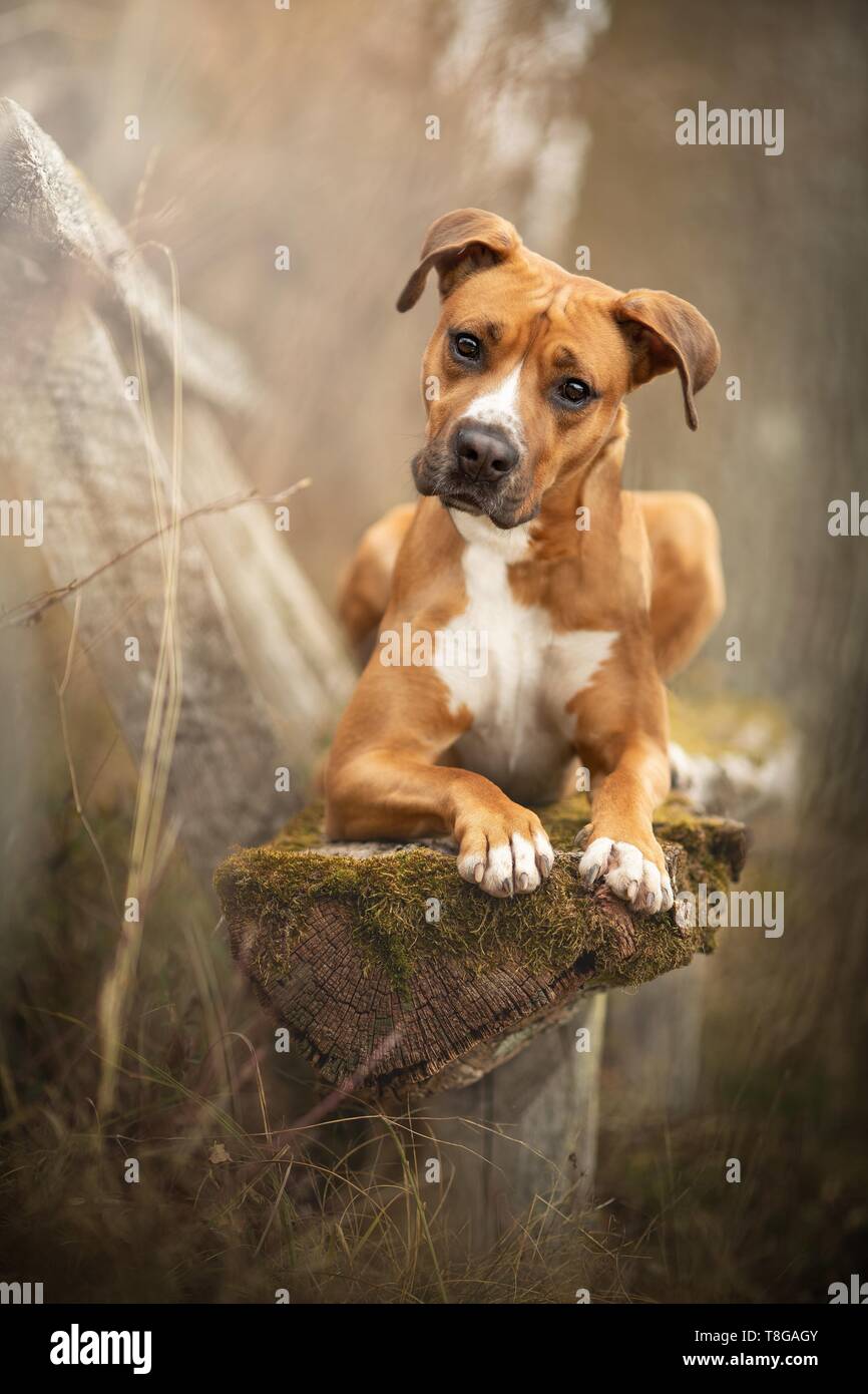 Tree trees stump bench hi-res stock photography and images - Alamy