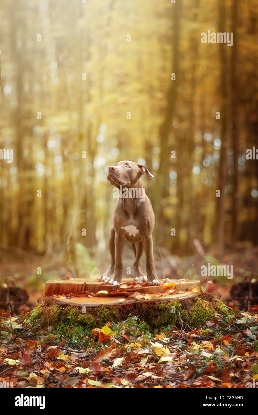 Pit Bull Nature High Resolution Stock Photography and Images - Alamy