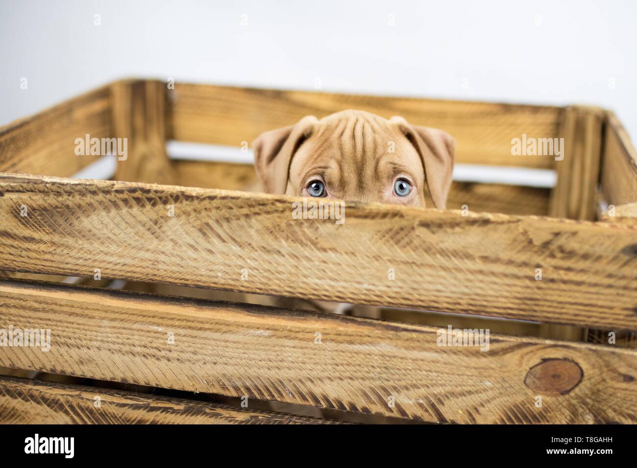 Pit bull indoor hi-res stock photography and images - Alamy