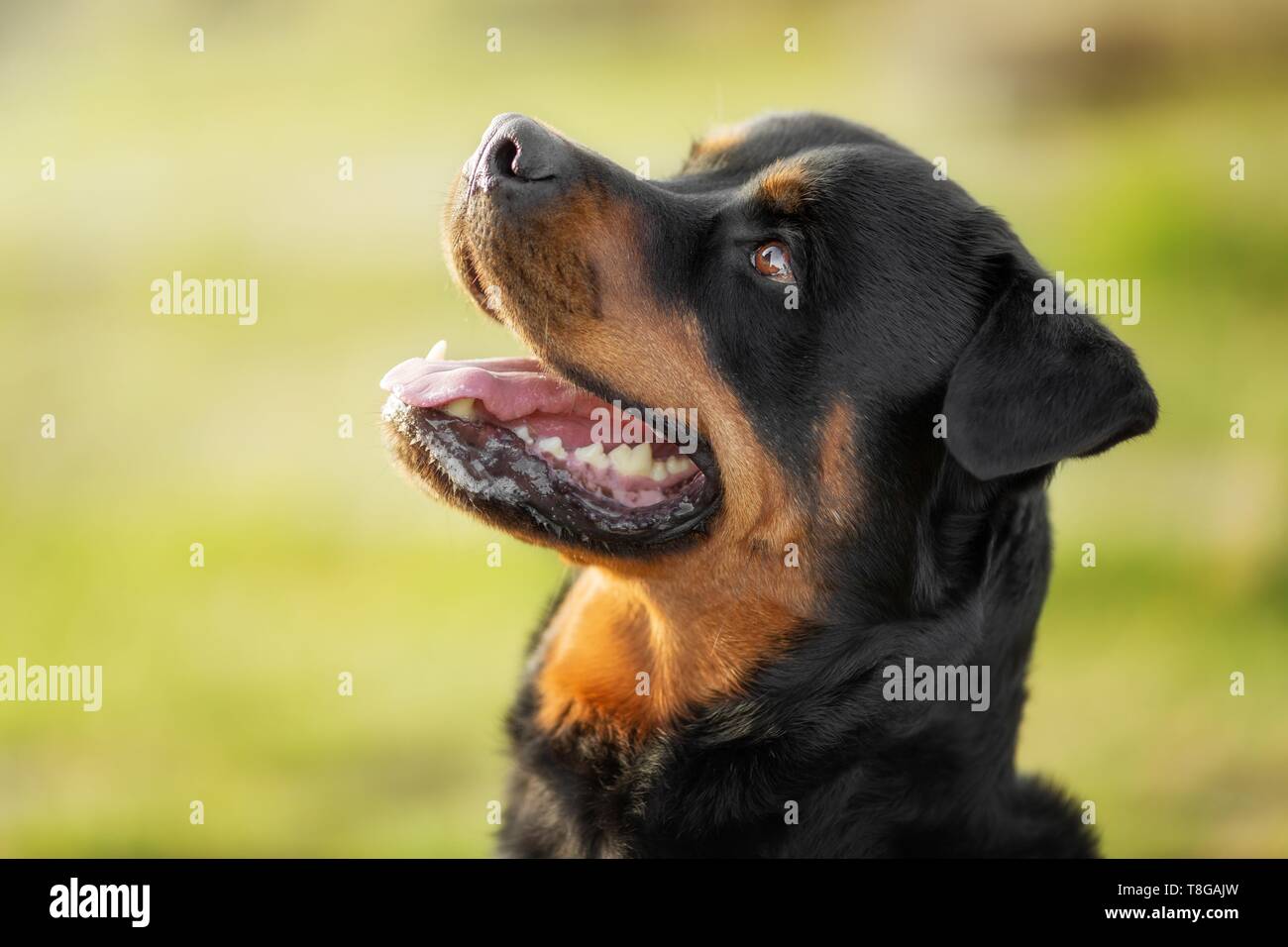 Rottweiler side profile of head hi-res stock photography and images - Alamy