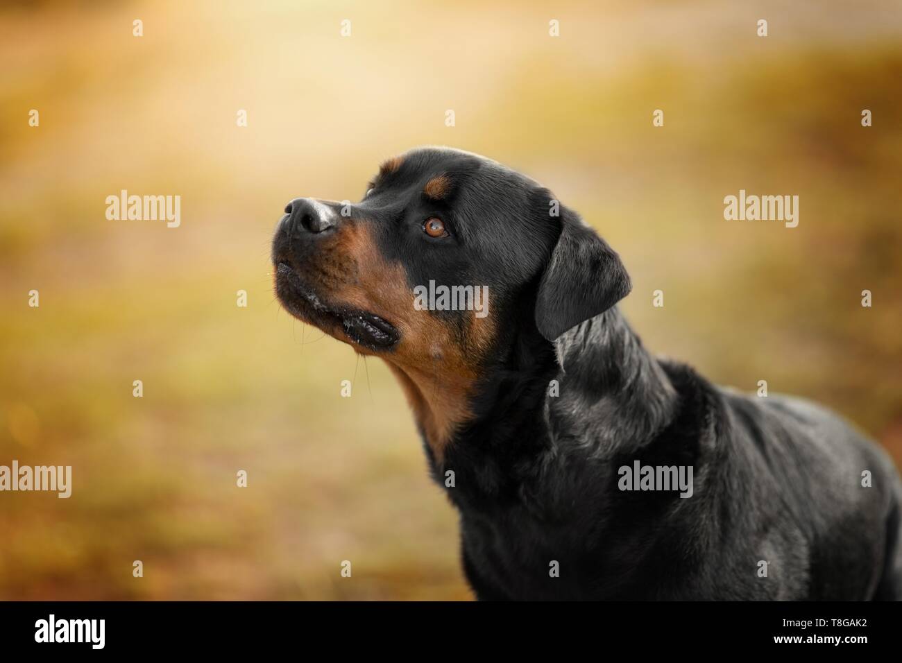 Rottweiler side profile of head hi-res stock photography and images - Alamy
