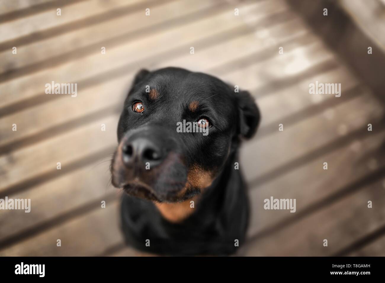 Distorted Dog Head High Resolution Stock Photography and Images - Alamy