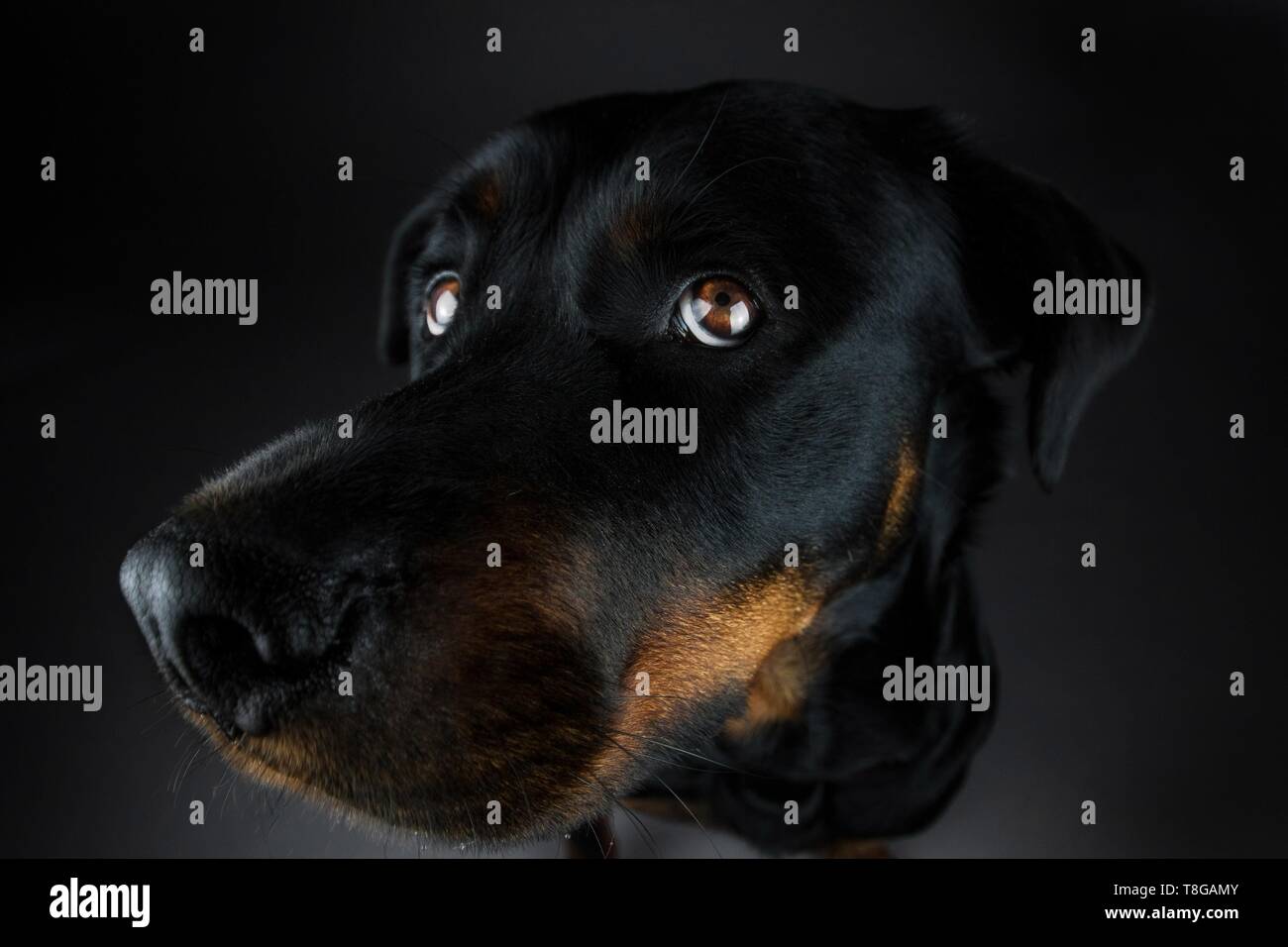 Distorted dog head hi-res stock photography and images - Alamy