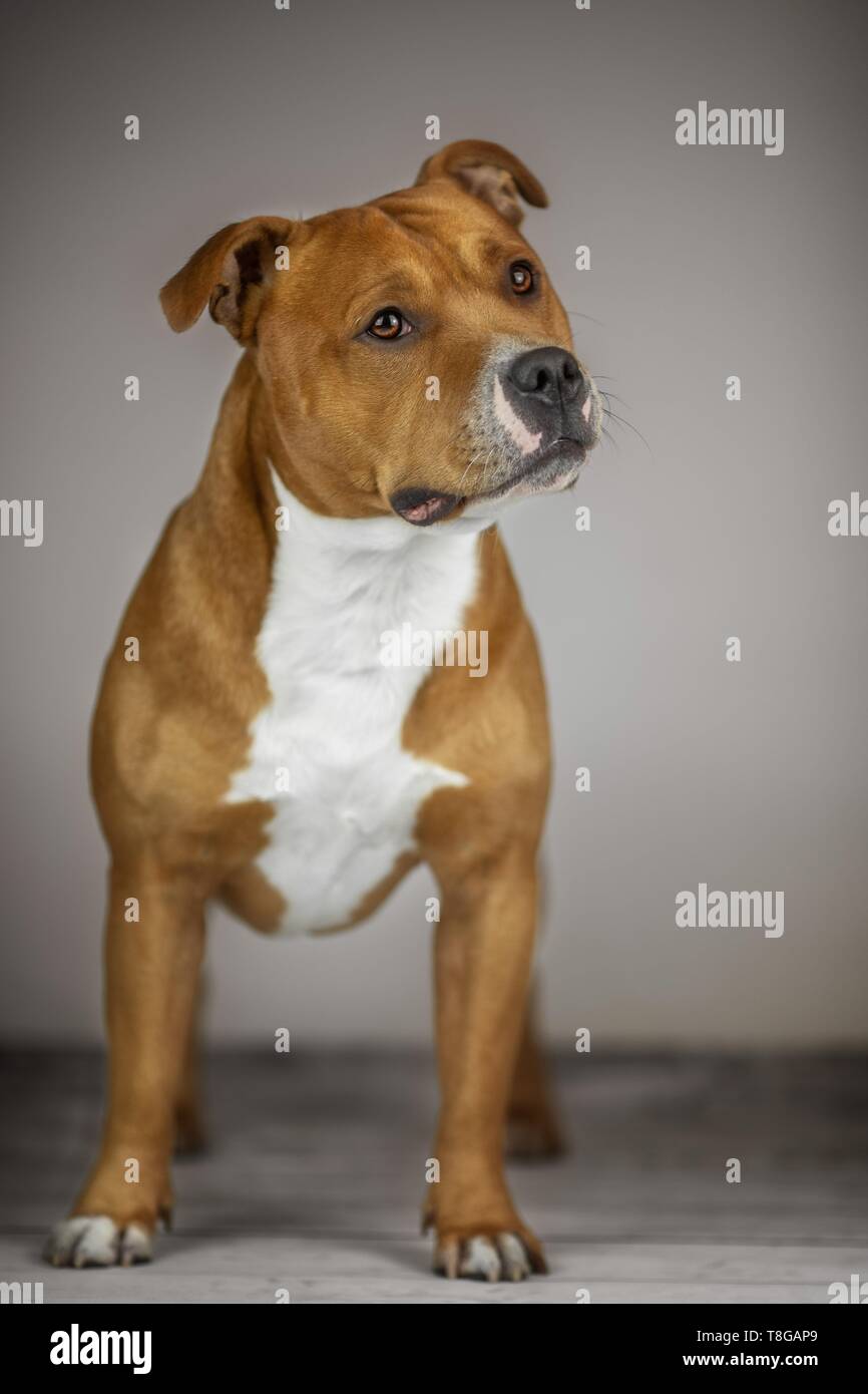 standing Staffordshire Terrier Stock Photo - Alamy