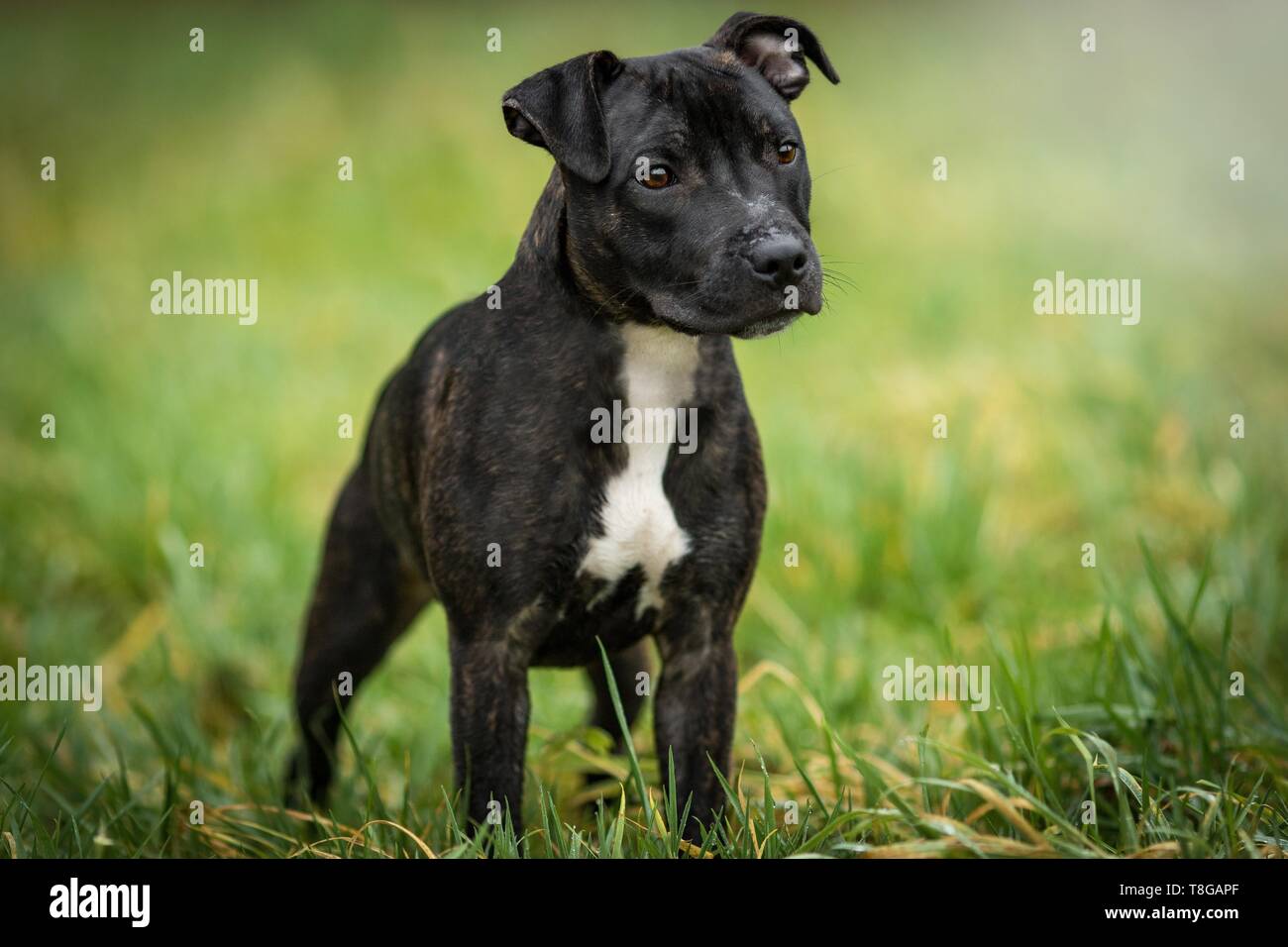 standing Staffordshire Bullterrier Stock Photo - Alamy
