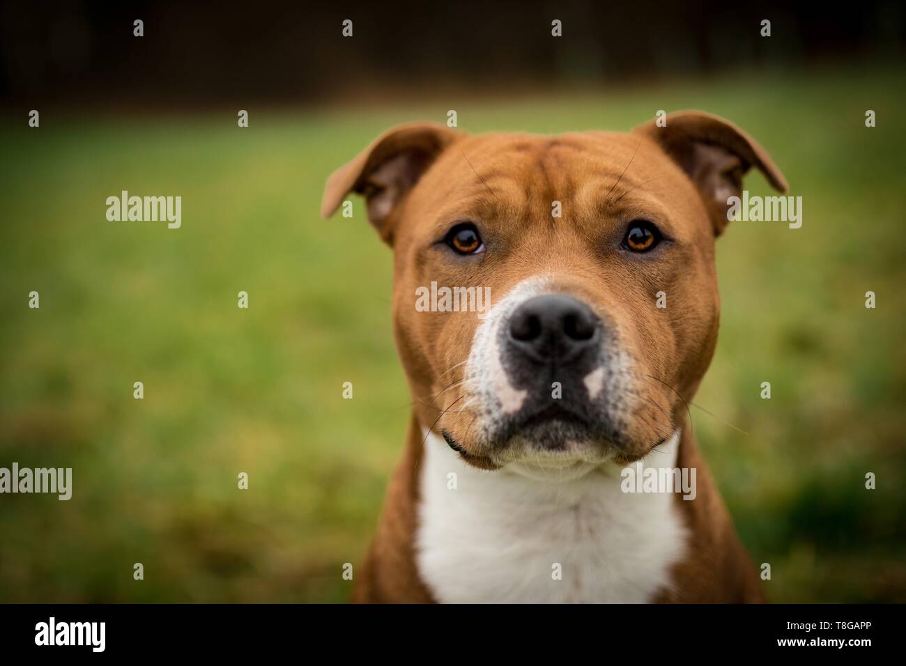 Staffordshire Bullterrier Portrait Stock Photo - Alamy