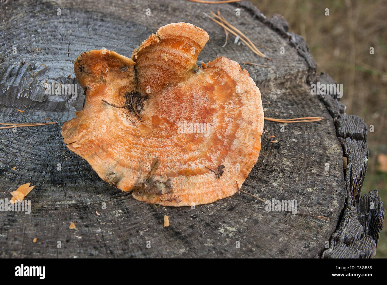 Harvested at autumn amazing edible mushroom Saffron Milk Cap known as ...
