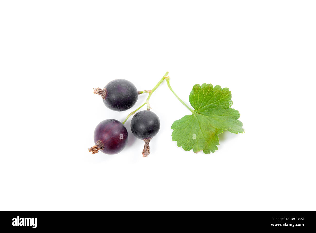 Close up view of black currant berry isolated on white background. A ...