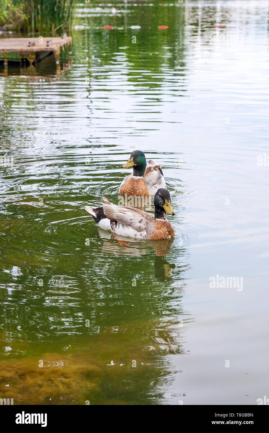 Two mallard ducks a passing on a lake along the side of bank. Birds in ...