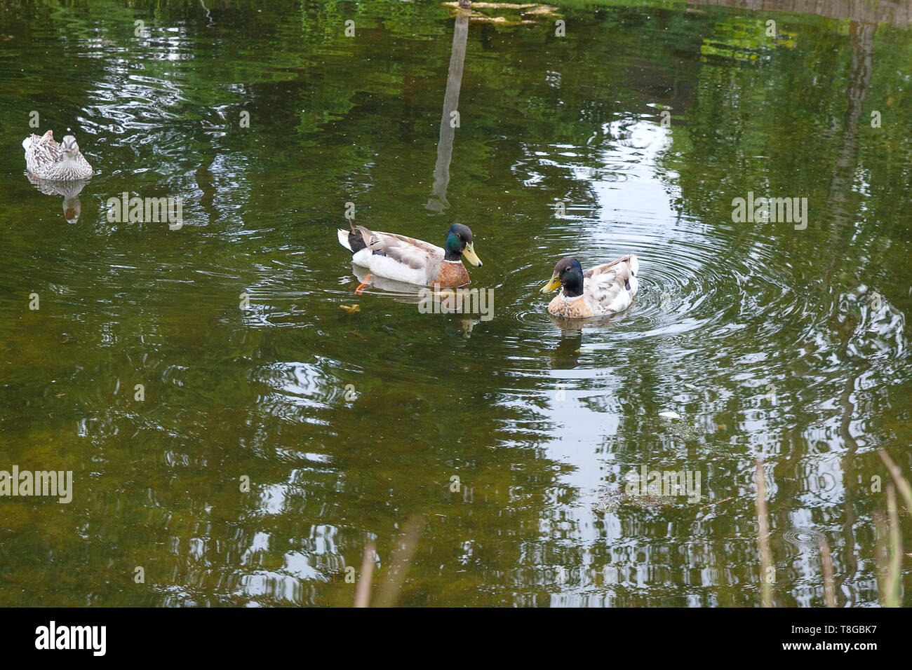 Two Male Mallard Ducks and Female Mallard Duck floating on a pond at ...