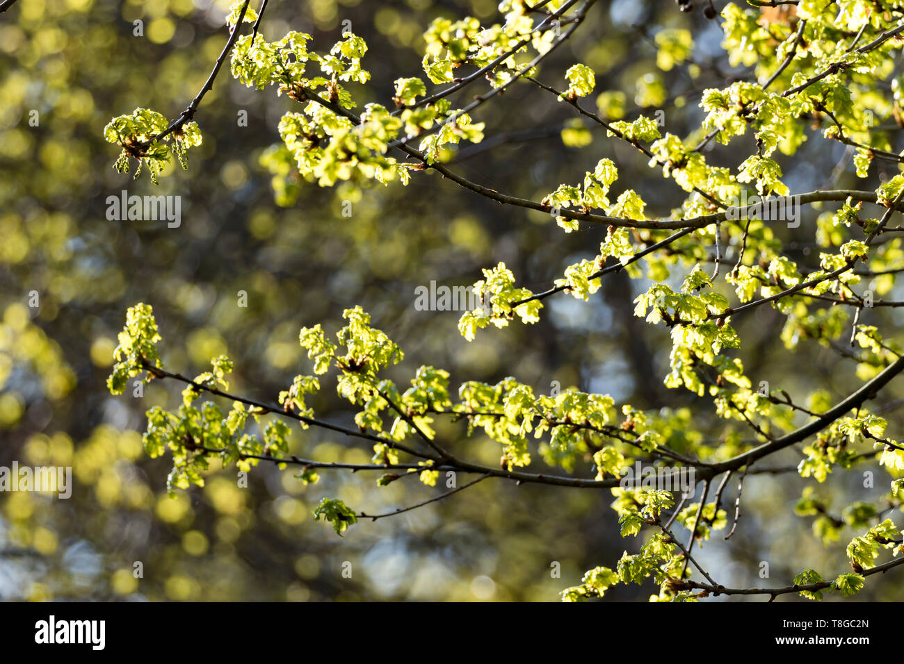 Spring and nature Stock Photo - Alamy