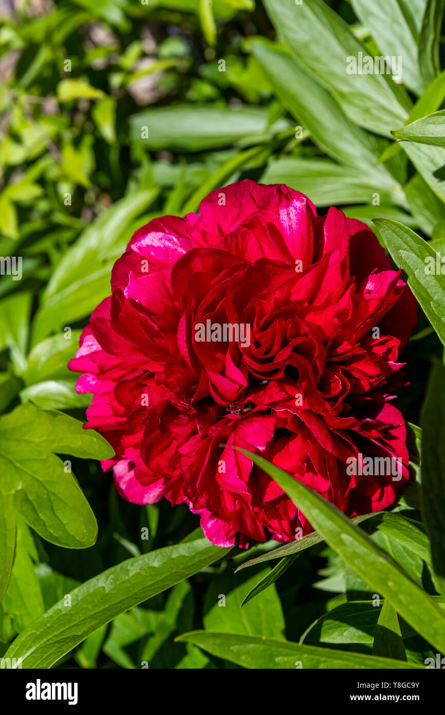 A red Peony flower in a garden border at Puzzlewood, Forest of Dean in ...