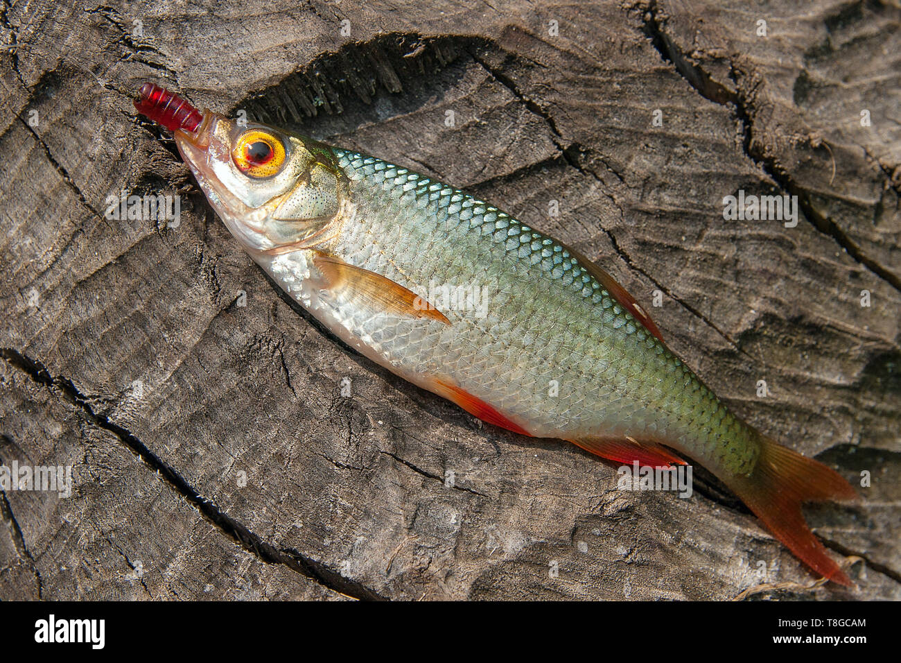 Freshwater fish just taken from the water. Single common rudd fish on ...