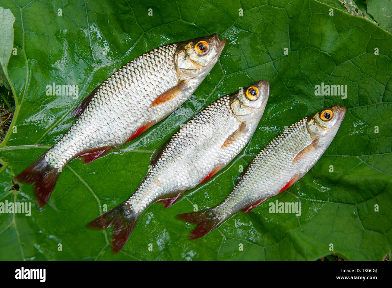 Freshwater fish just taken from the water. Several common rudd fish on ...
