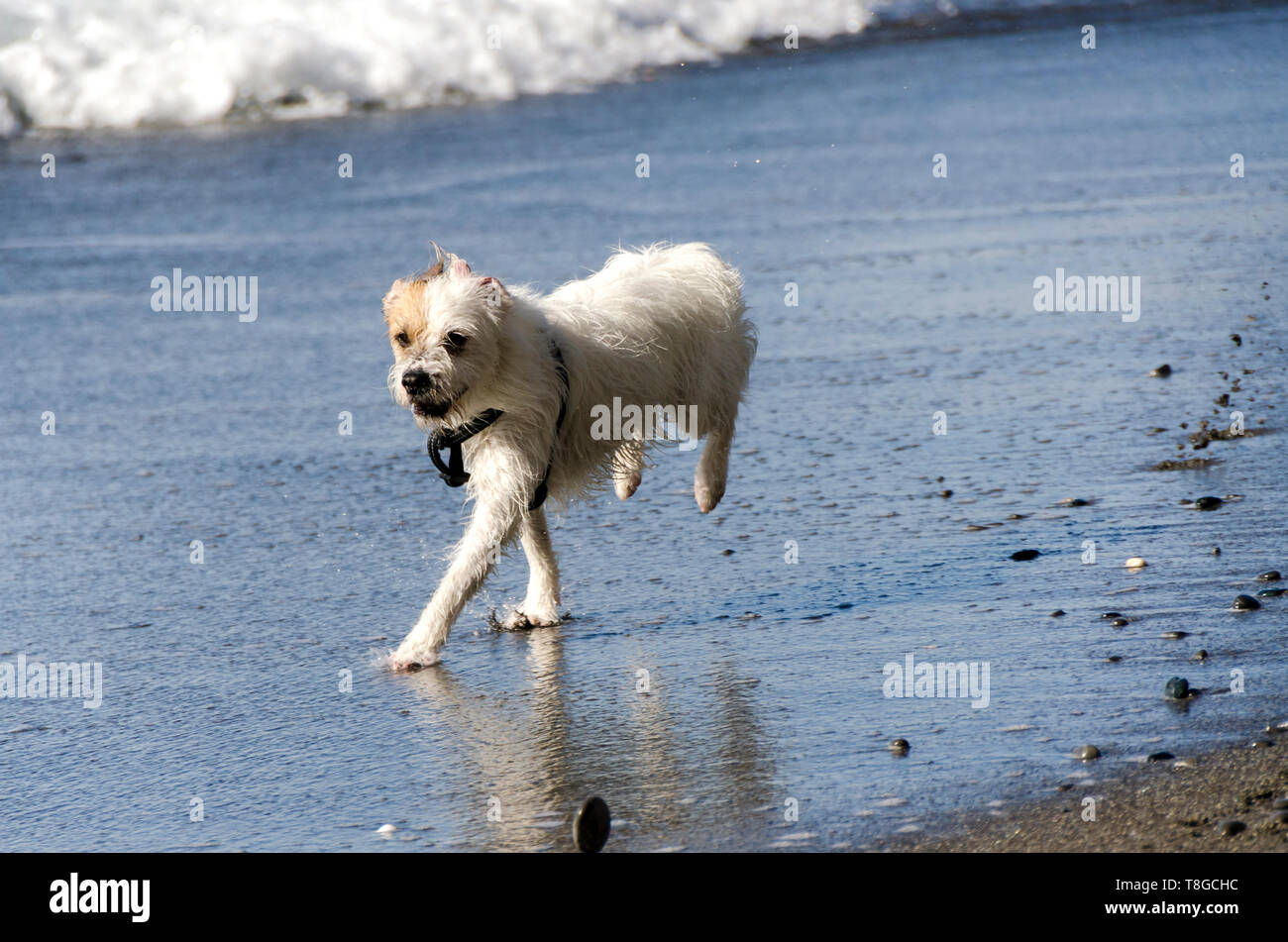 little white dog running playing with the waves of the sea Stock Photo ...
