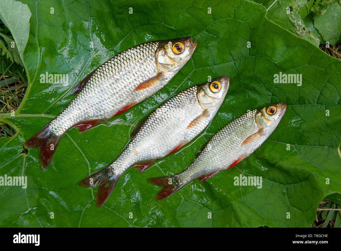 Freshwater fish just taken from the water. Pile of the common rudd fish ...