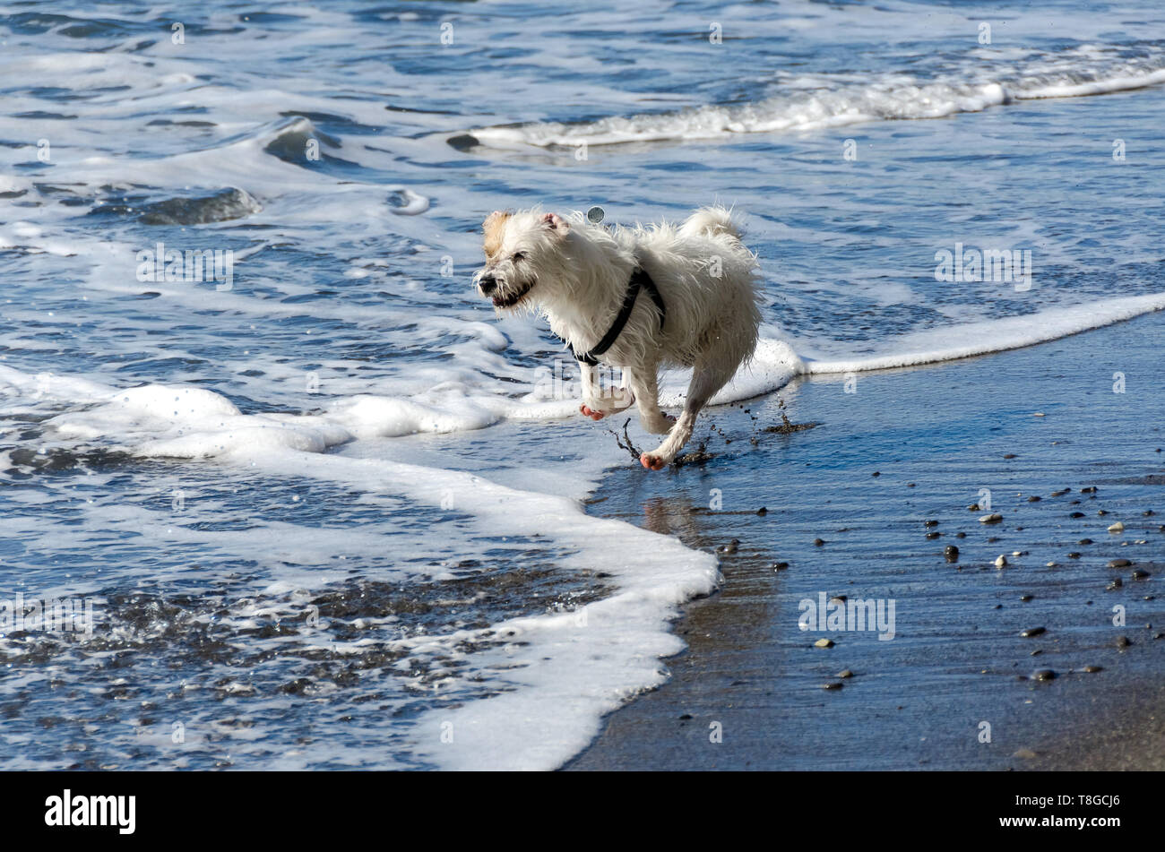 little white dog running playing with the waves of the sea Stock Photo ...