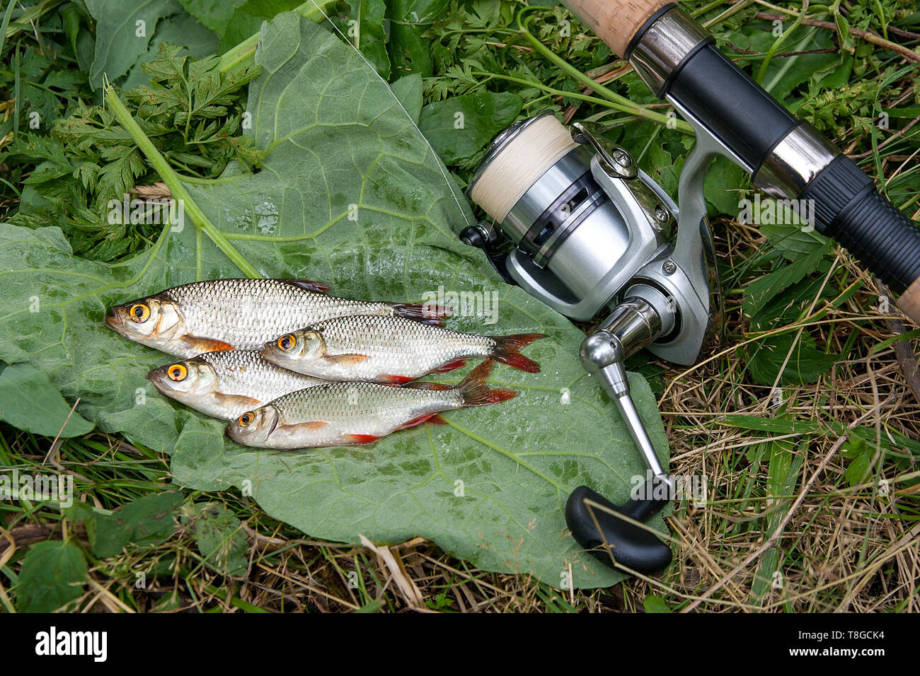 Freshwater fish just taken from the water. Catching freshwater fish and ...
