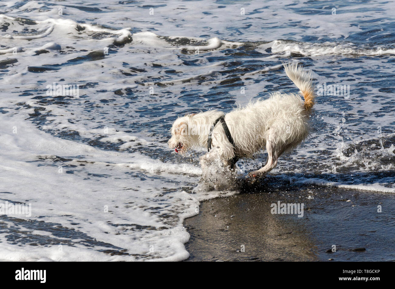 little white dog running playing with the waves of the sea Stock Photo ...