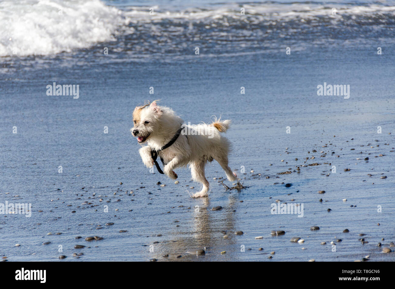 little white dog running playing with the waves of the sea Stock Photo ...